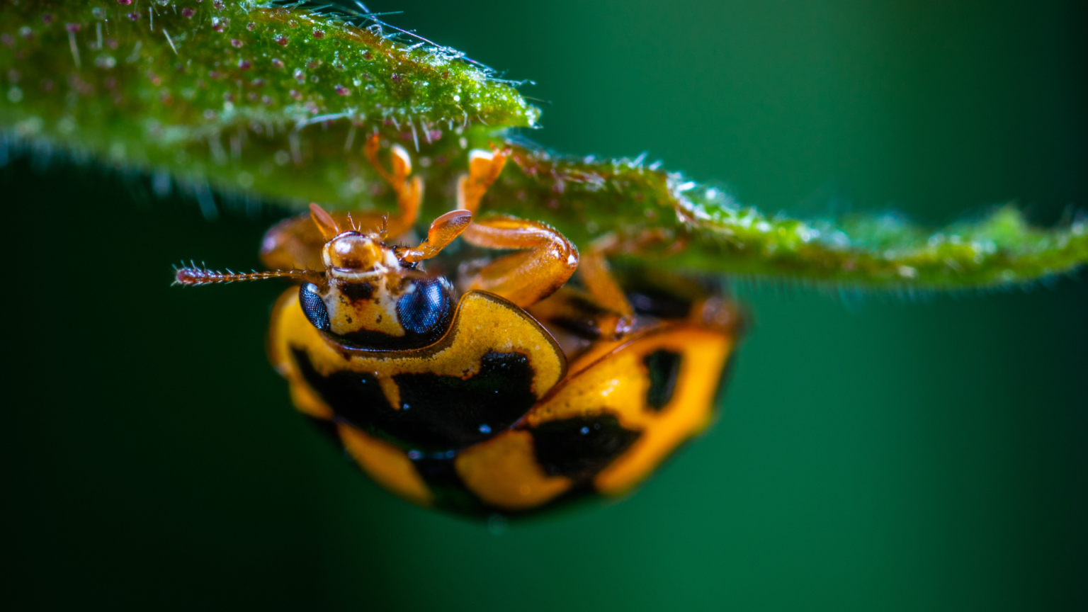 What is Macro Photography: Techniques and Applications Explained ...